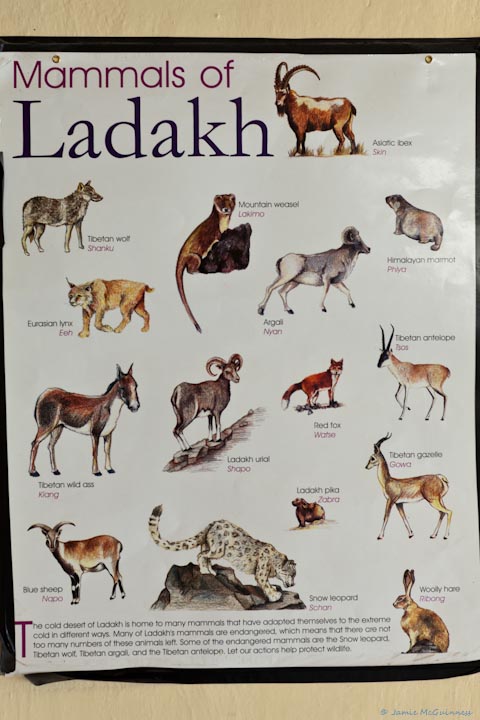 Project Himalaya | the best of Ladakh and Zanskar photo gallery